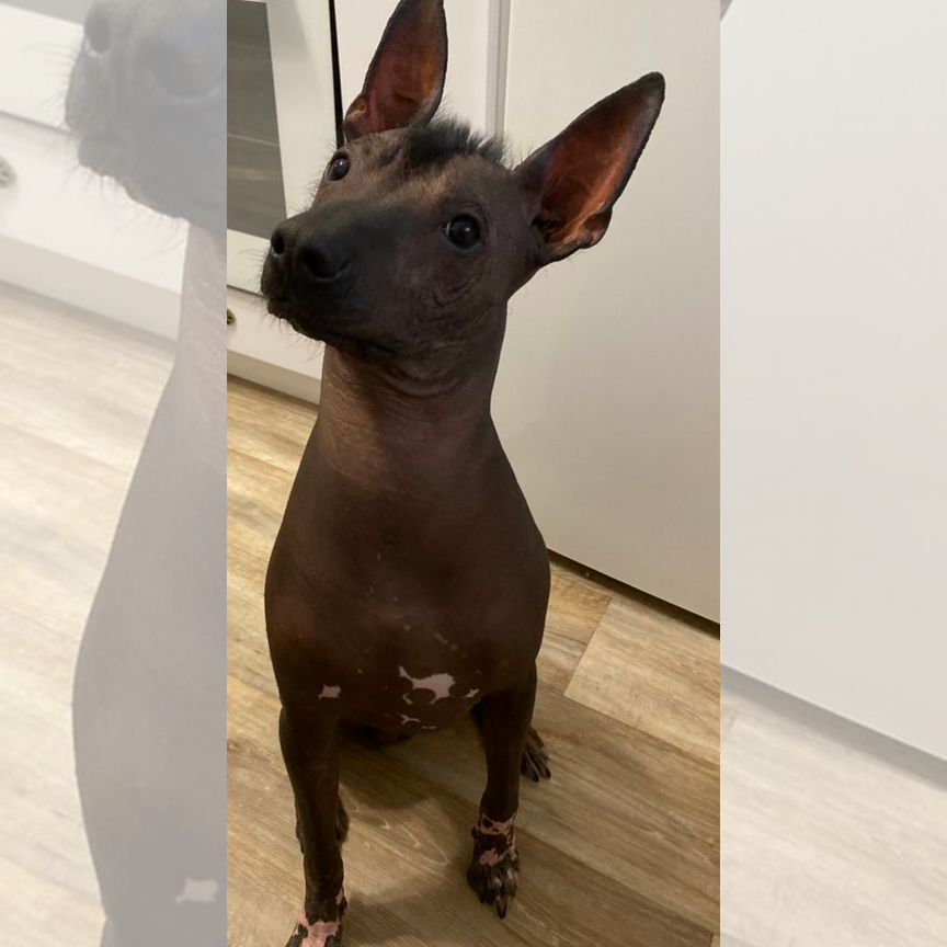 Мексиканская голая собака, взрослый