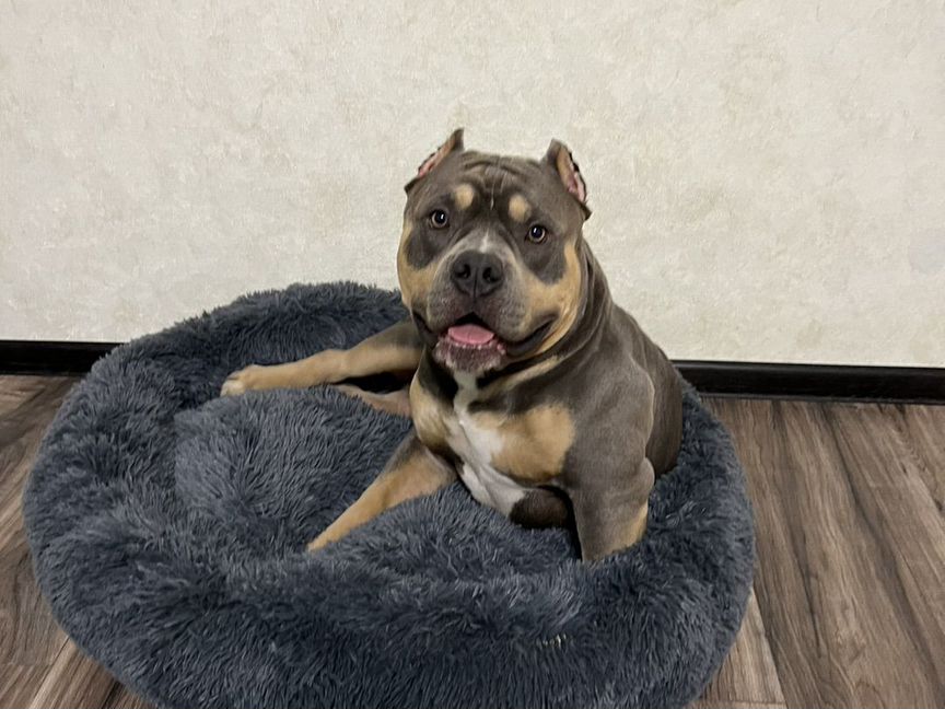 Американский булли вязка