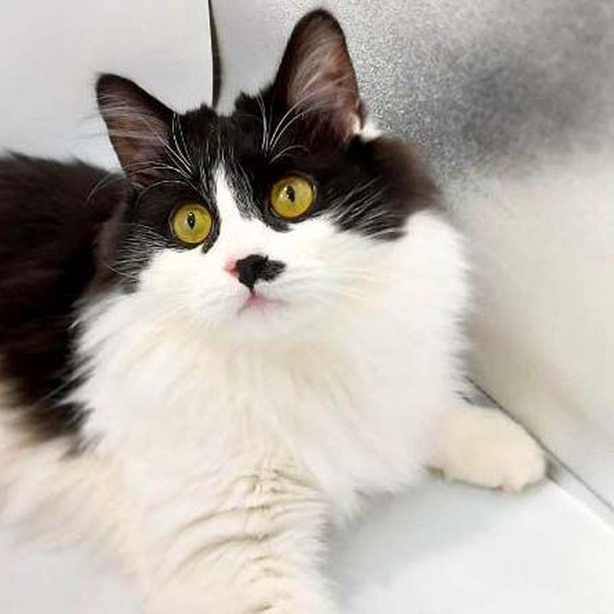 Годовалый котик Том, в добрые руки