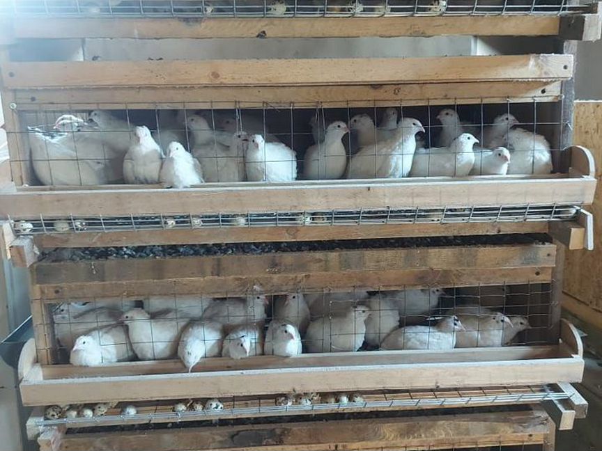 Инкубационные яица перепелов