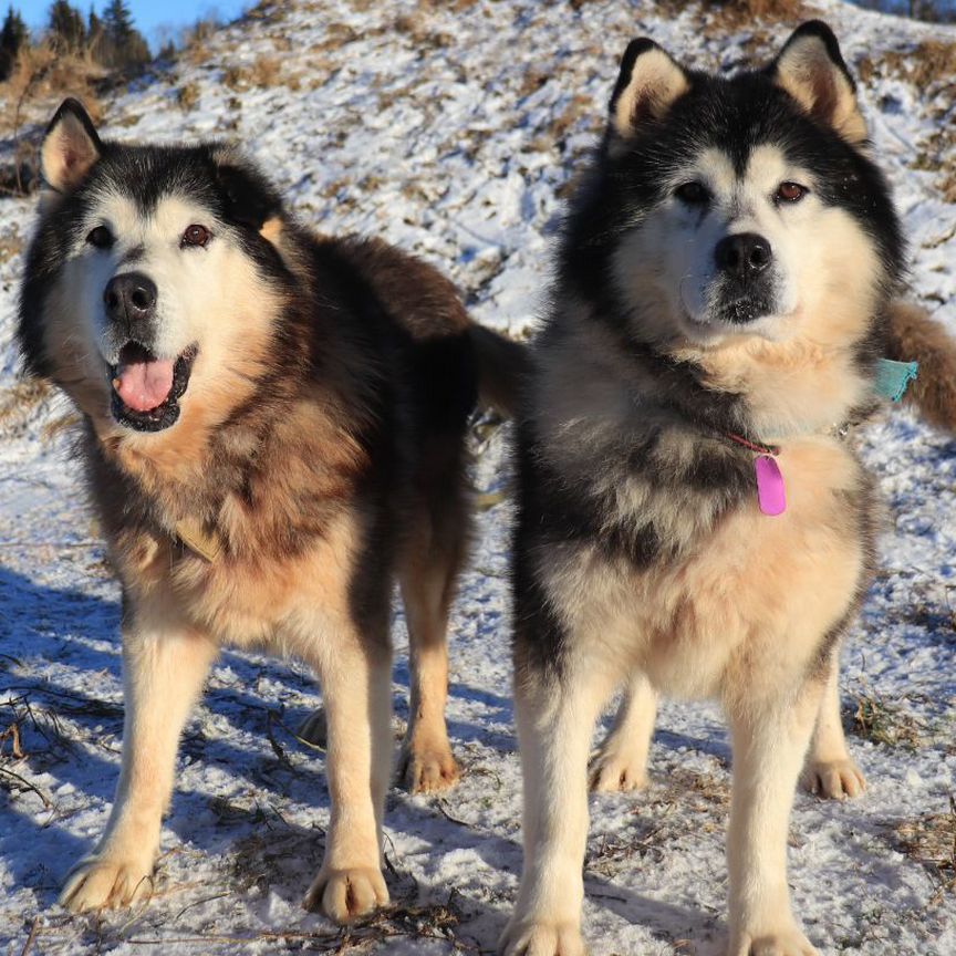 Сибирский хаски, взрослая собака из приюта