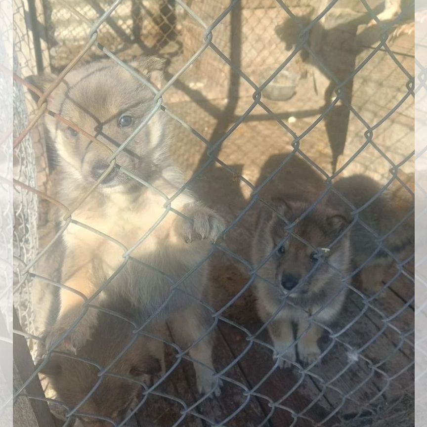 Западносибирская лайка, щенок