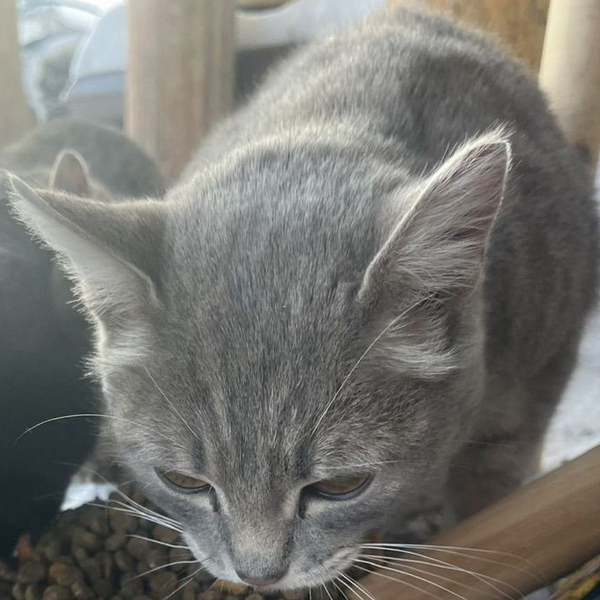 Сибирский, взрослый кот