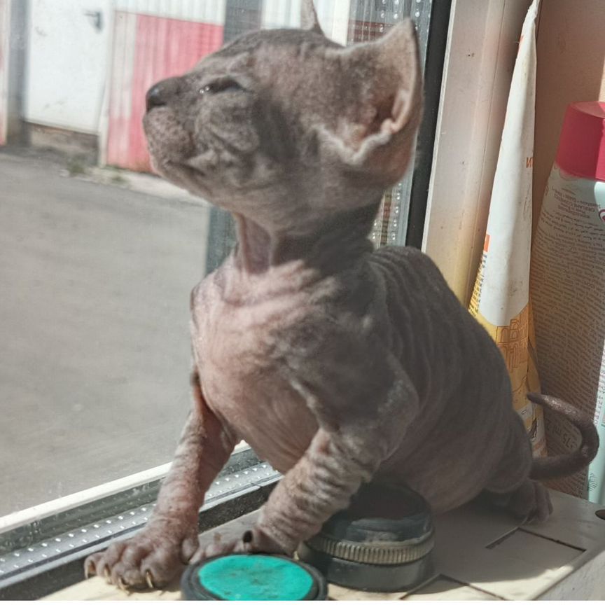 Донской сфинкс котёнок