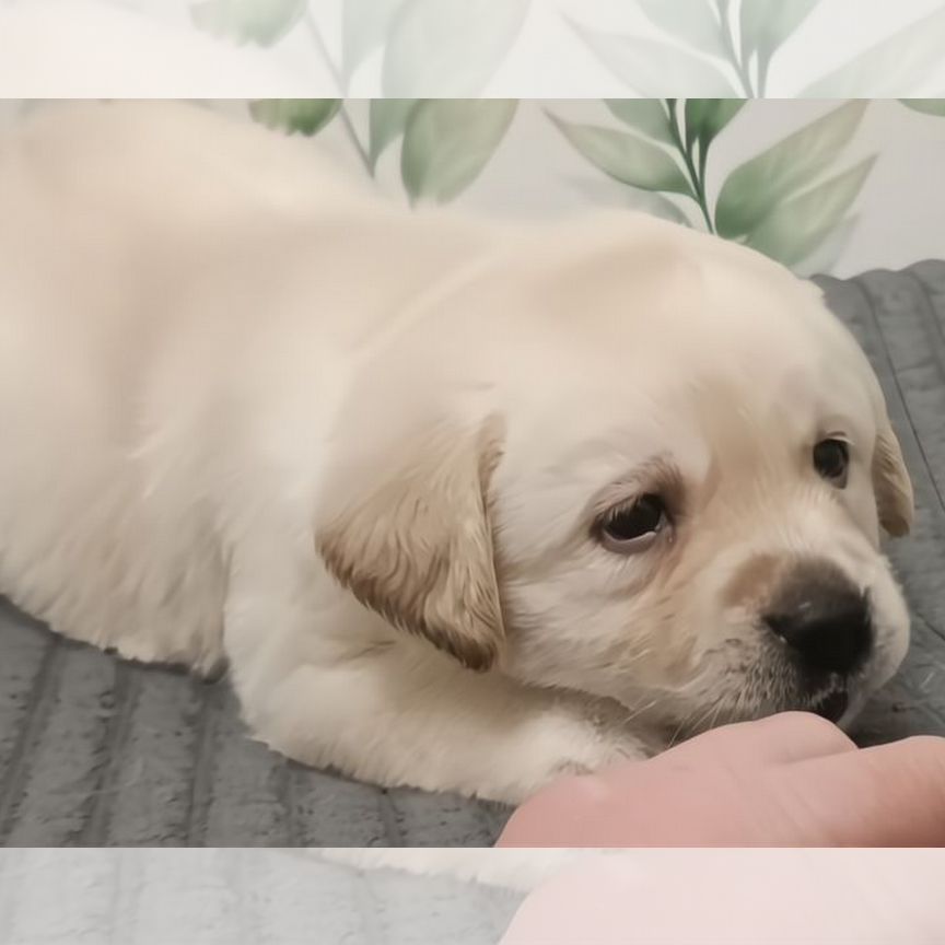 Лабрадор-ретривер, щенок