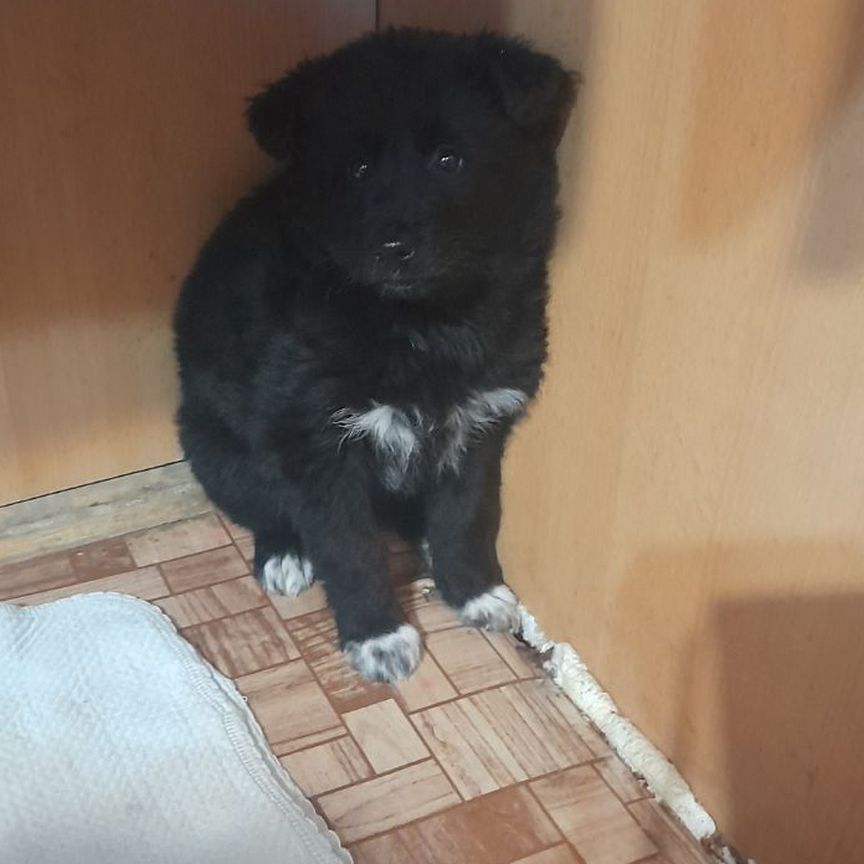 Щенок в добрые руки