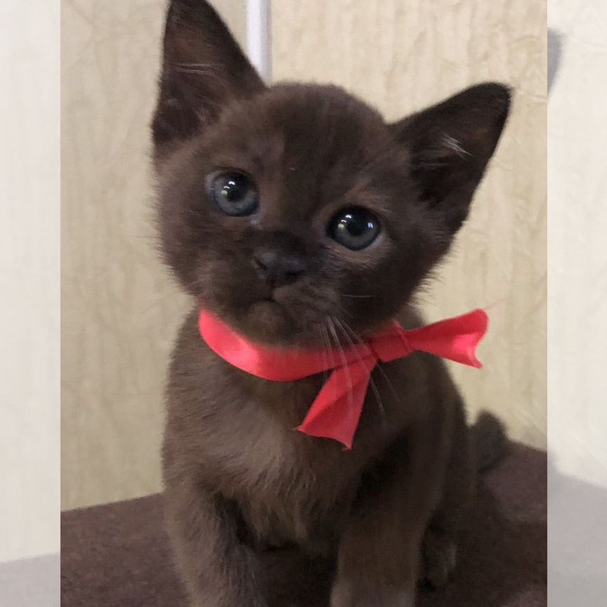 Европейский бурманский котёнок