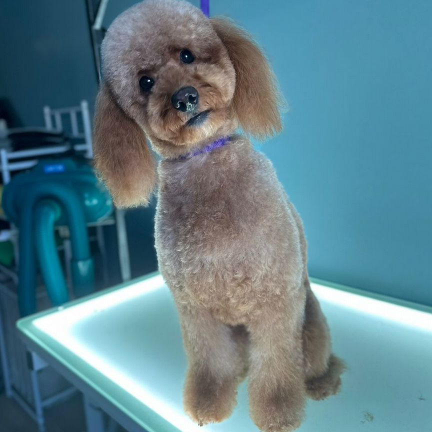 Стол для груминга с подсветкой и подъемником