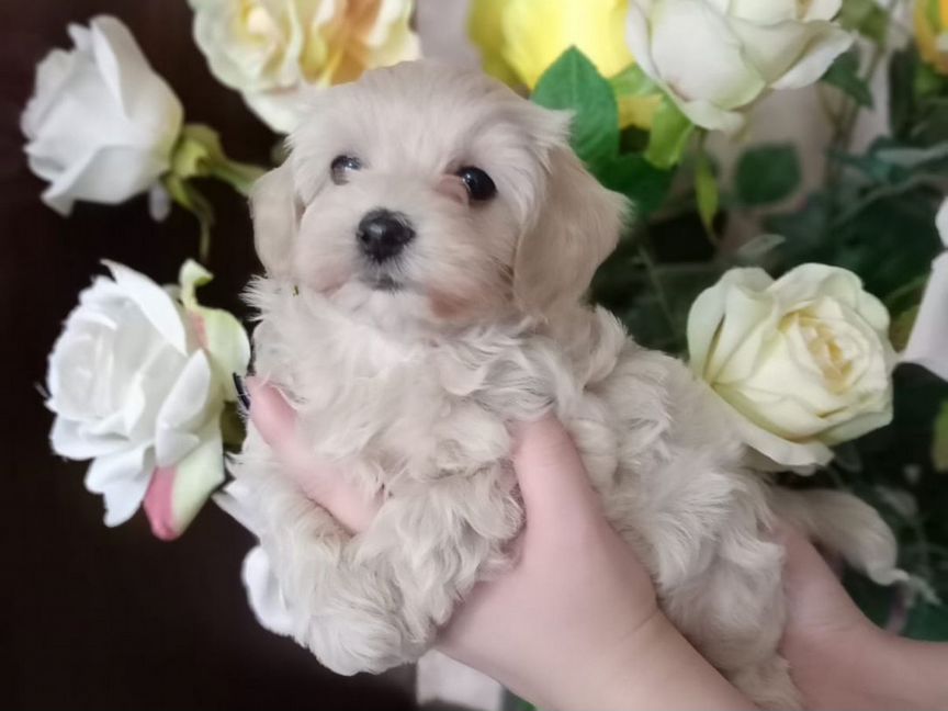 Щенки мальтипу