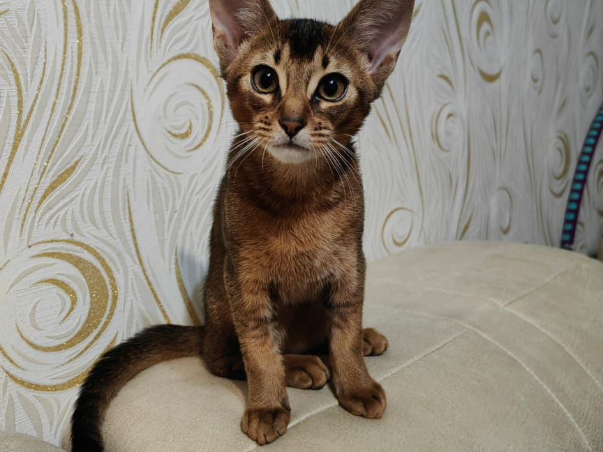 Абиссинский котенок