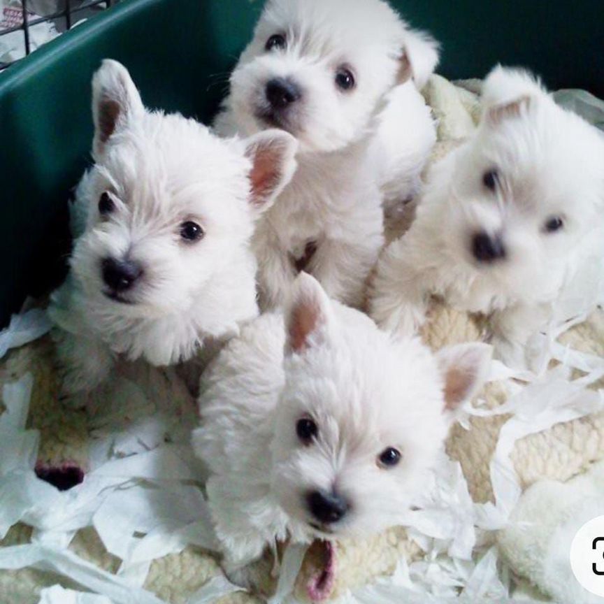 Щенки Вест хайленд вайт терьер