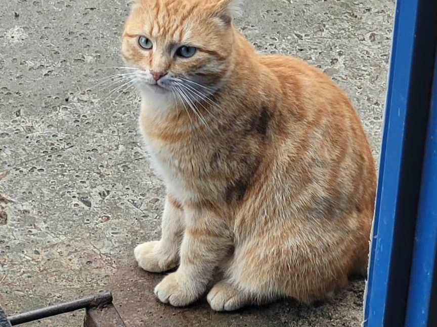 Взрослый рыжий кот ищет дом