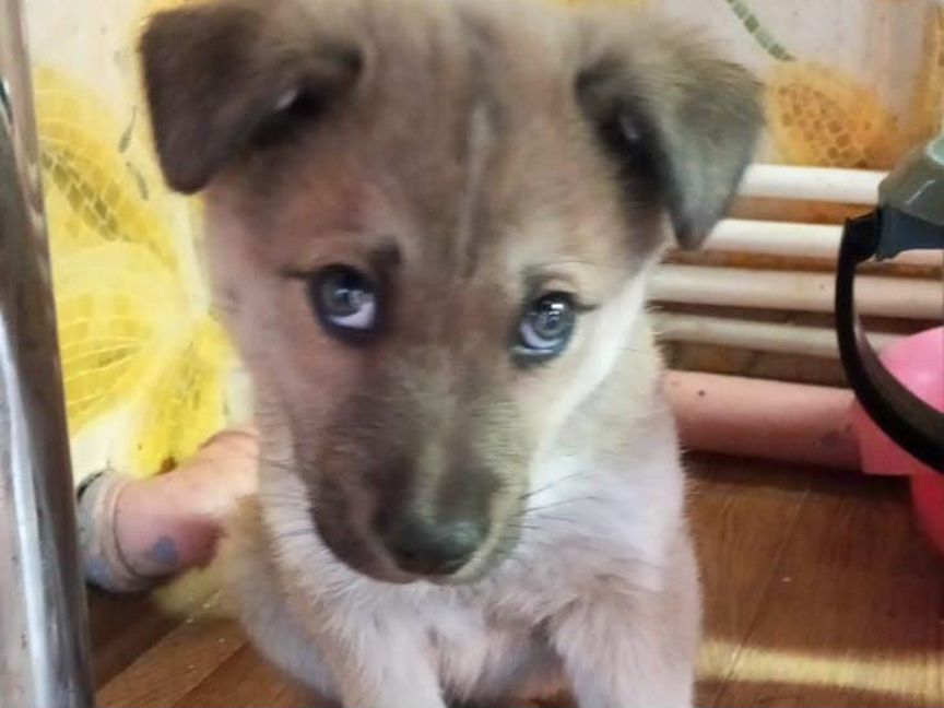 Милый щенок-мальчик