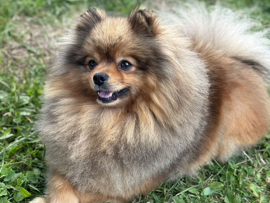 Малый немецкий шпиц для вязки