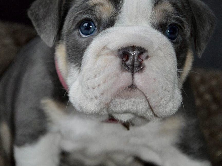 Английский бульдог