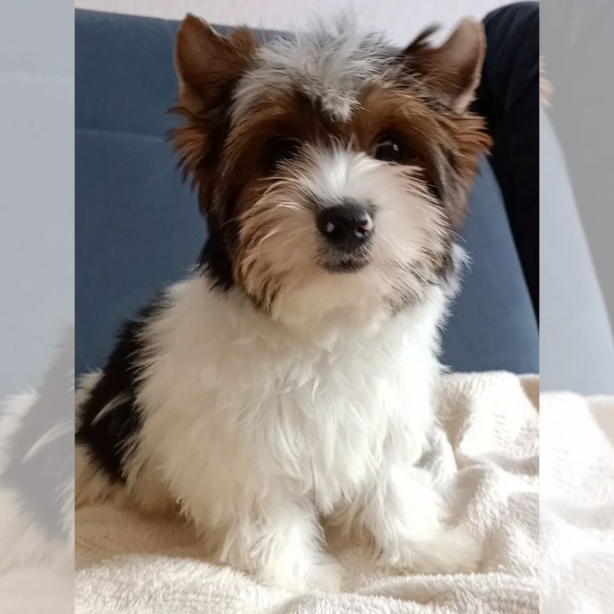 Бивер-йоркширский терьер, щенок