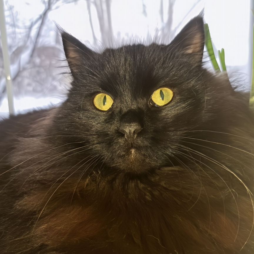 Взрослая, кошка в добрые руки