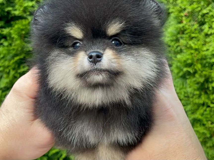 Померанский шпиц мальчик