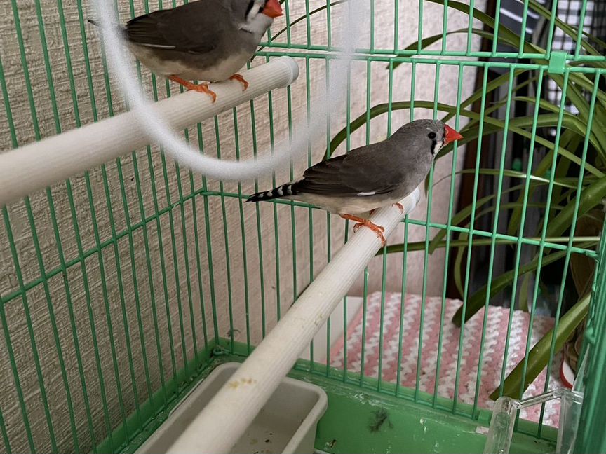 Отдадим птичек амадины в добрые руки