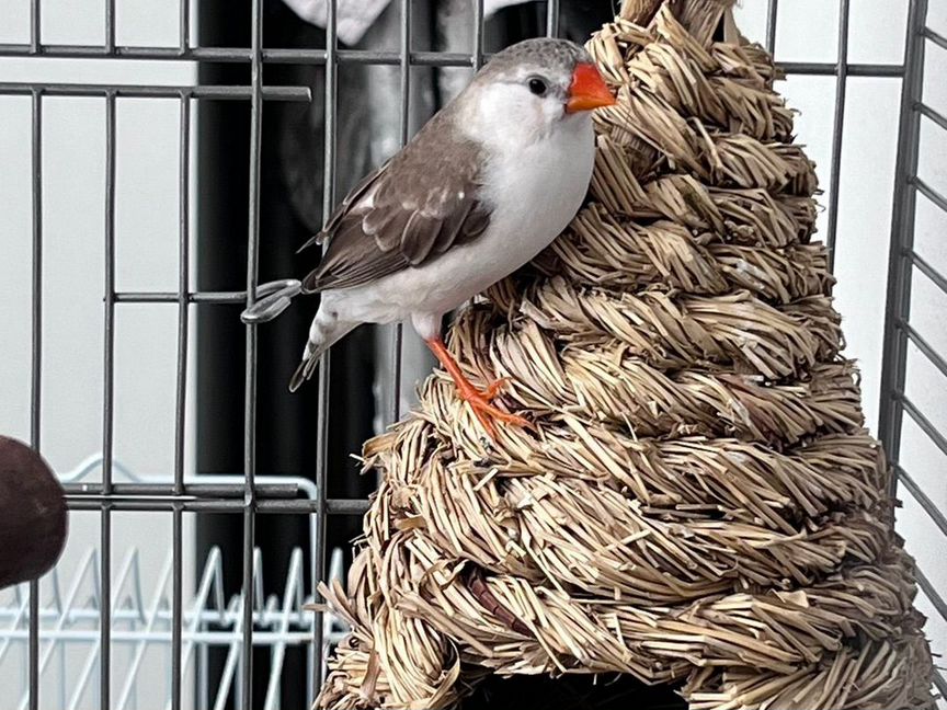 Зебровые амадины