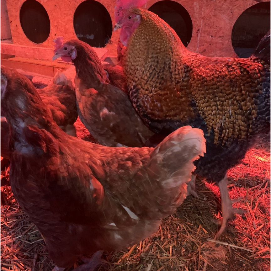 Подам 8 кур-несушек с петухом