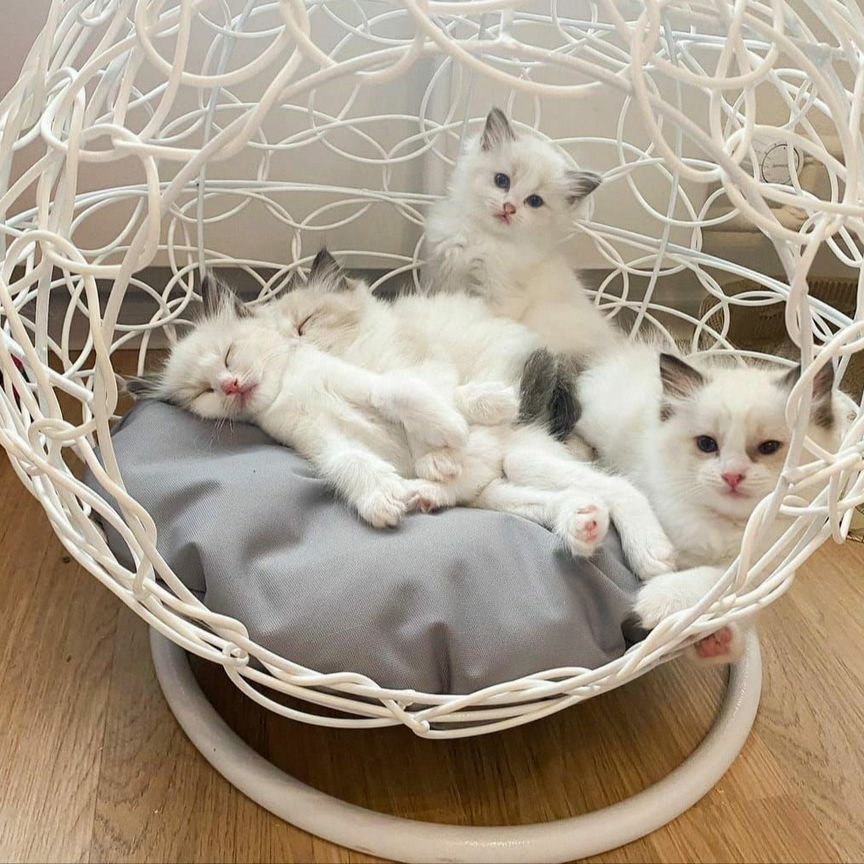 Котята рэгдолл