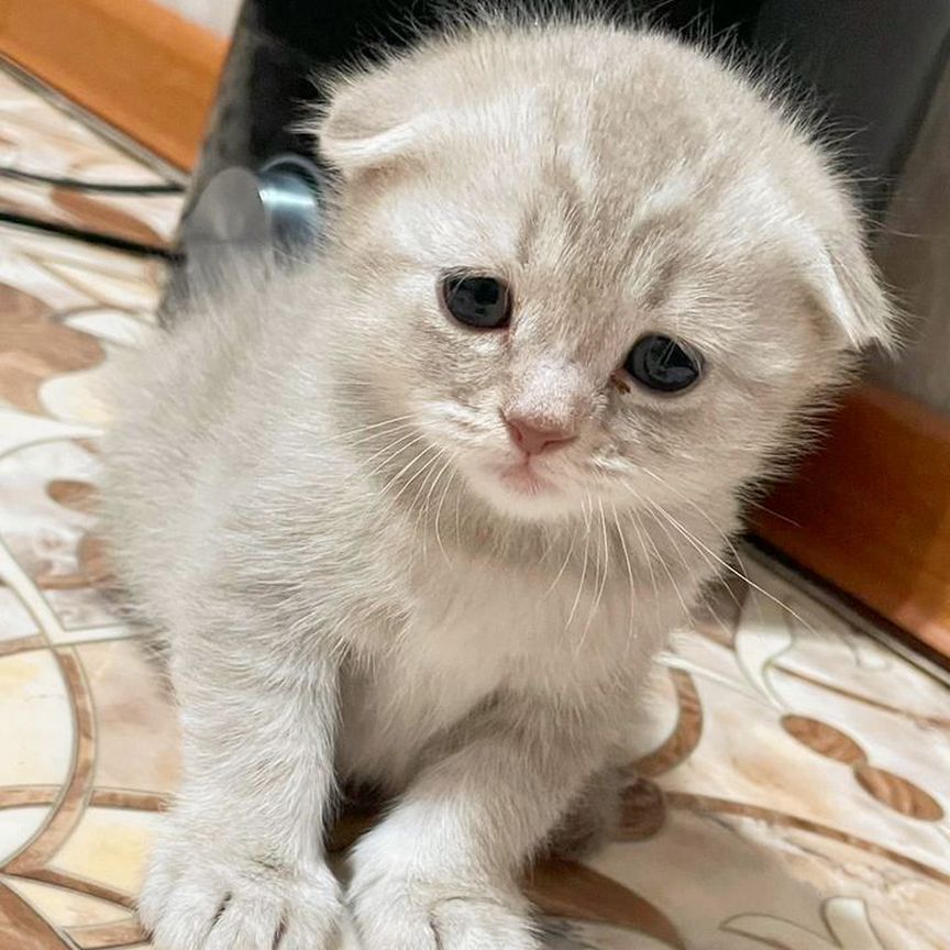 Продам шотландских котят
