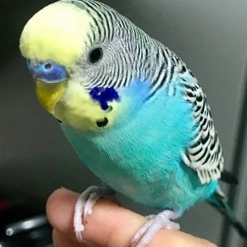 Попугаи пара 2 шт