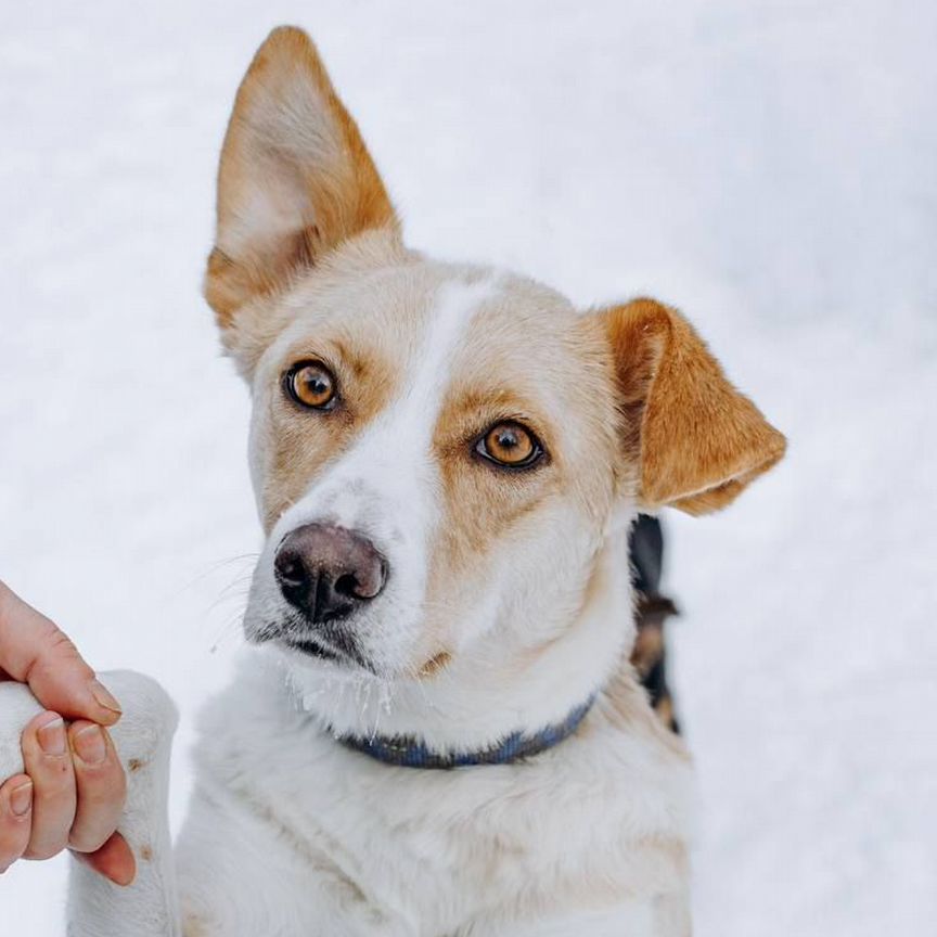 Взрослая собака в добрые руки