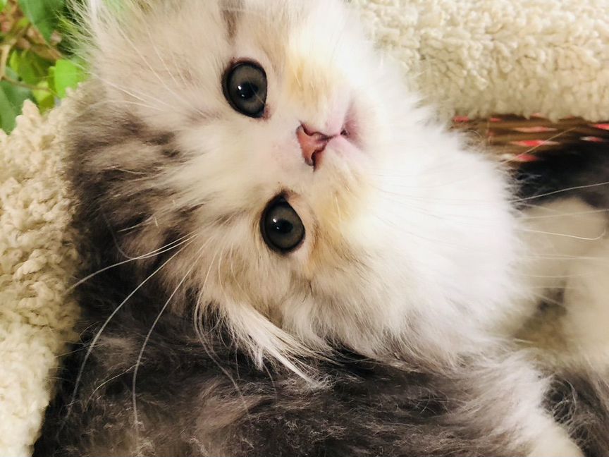 Котенок Хайленд фолд