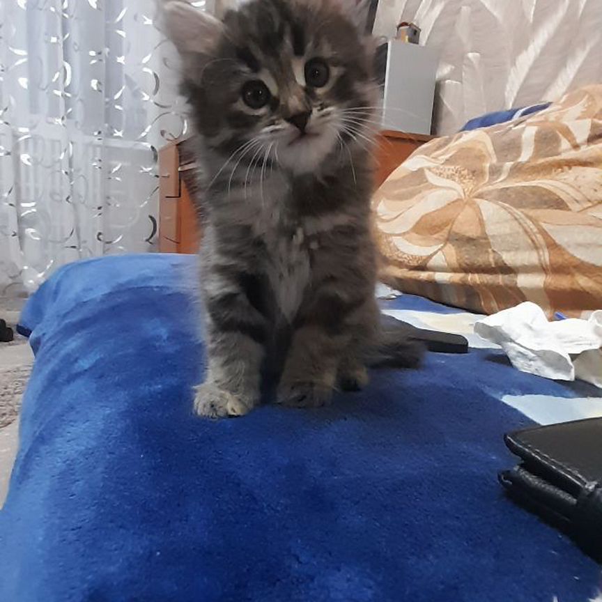 Дворянские котята