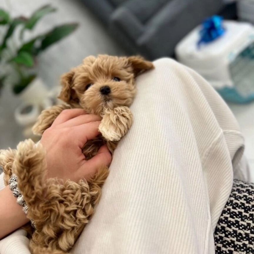 Мальтипу, щенок