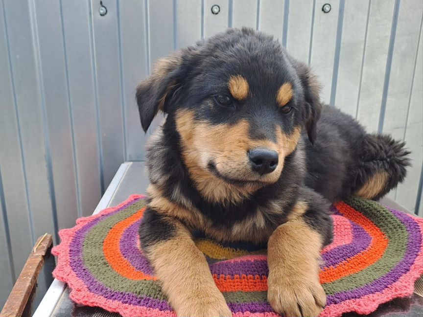 Малыш 3 мес в добрые руки