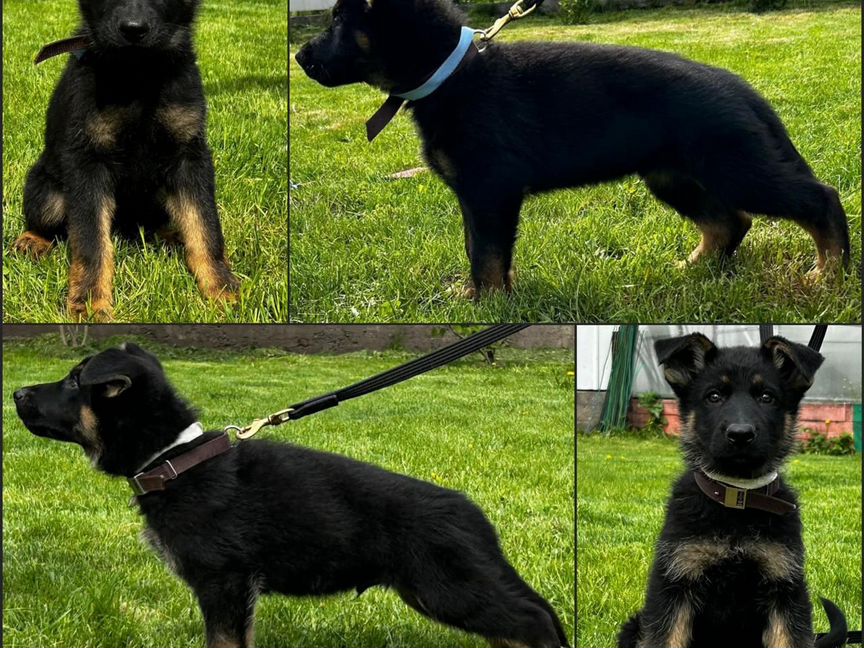 Щенки немецкой овчарки (рабочая линия ГДР)