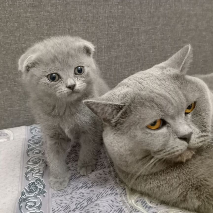 Шотландские вислоухие котята