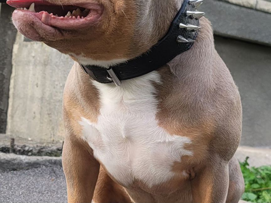 Американский булли вязка