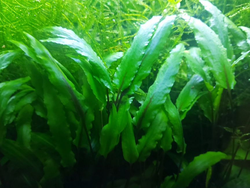 Аквариумное растение