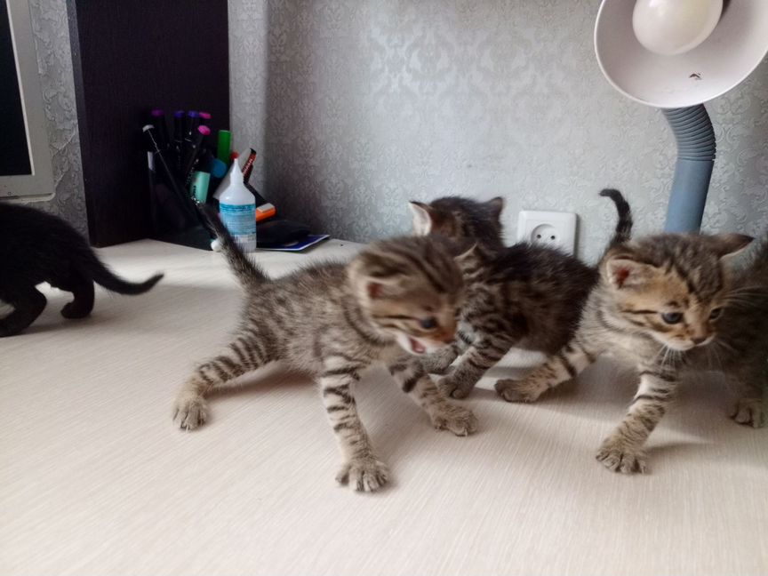 Котята