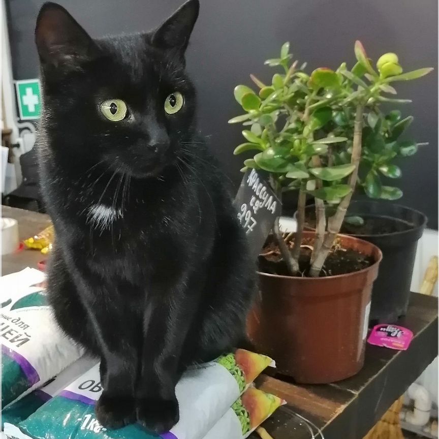 Взрослая кошка в добрые руки