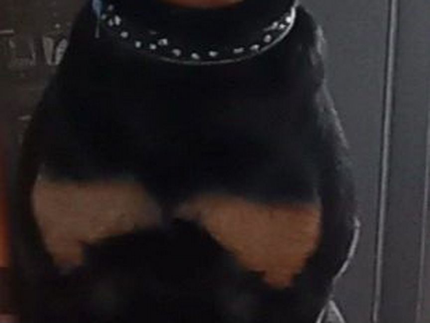 Продам ротвейлера в добрые руки