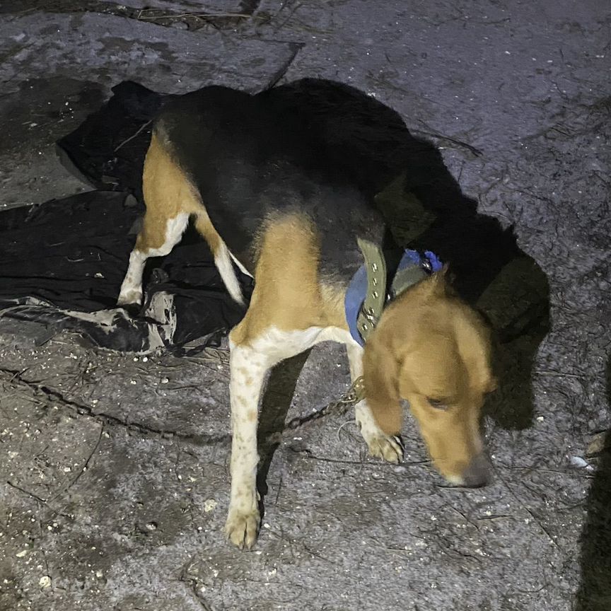 Русская пегая гончая, щенок