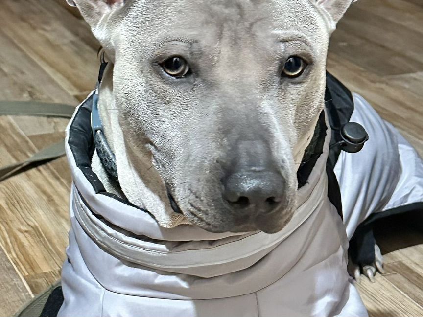 Тайский риджбек