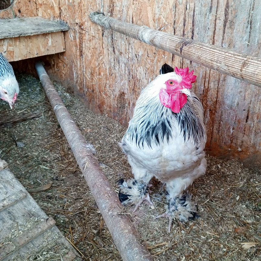 Петух брама