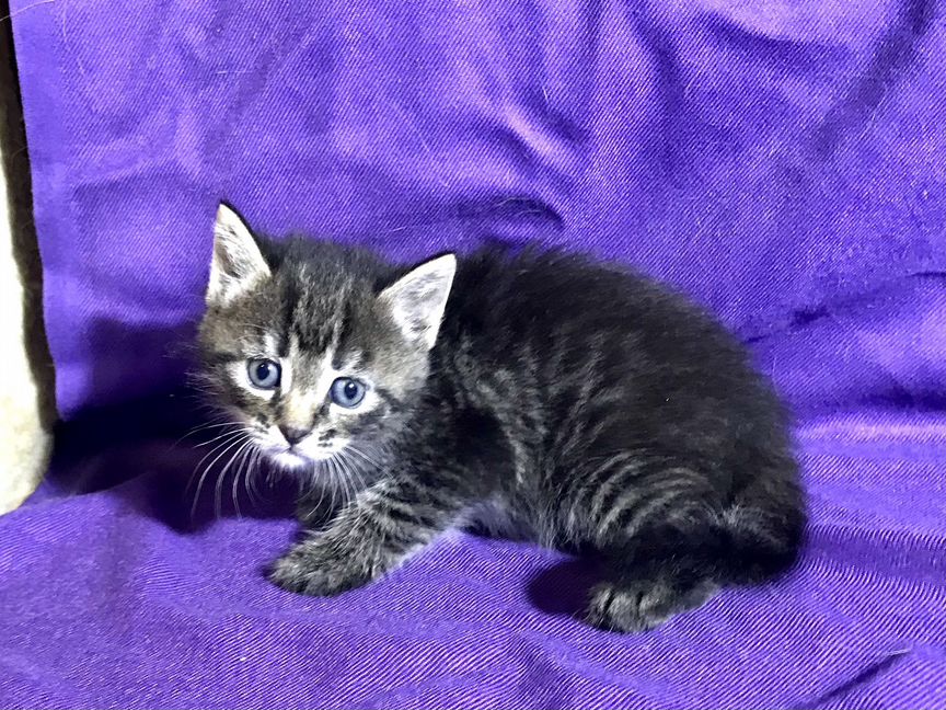 Котенок Маня