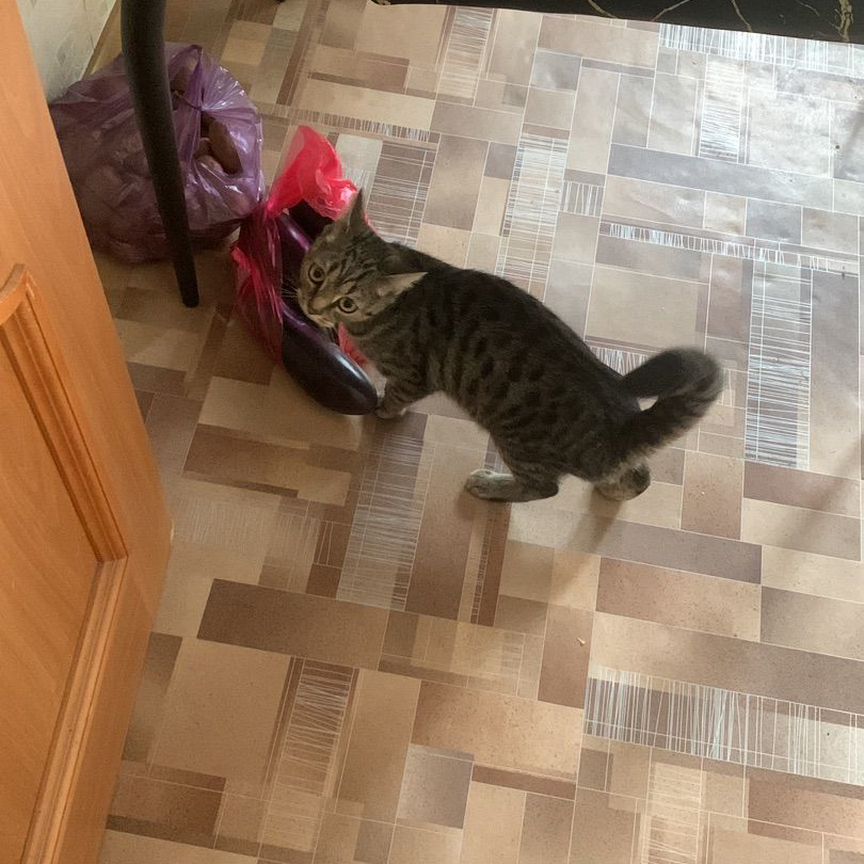 Отдадим котика в добрые руки