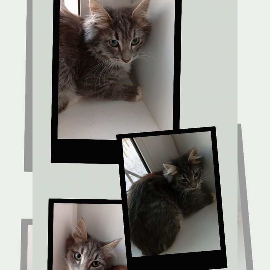 Сибирский котёнок