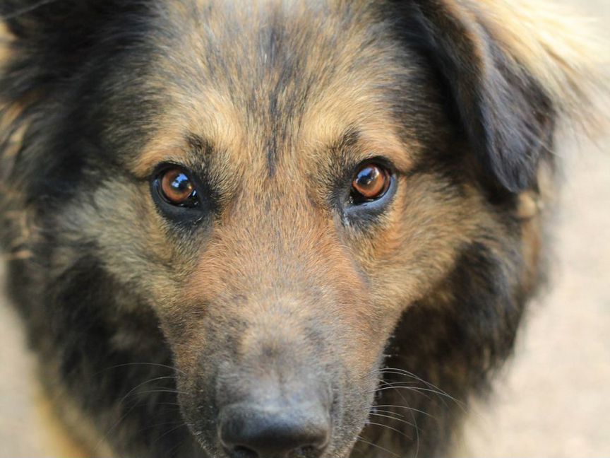 Чингиз дома. Нашлись хозяева