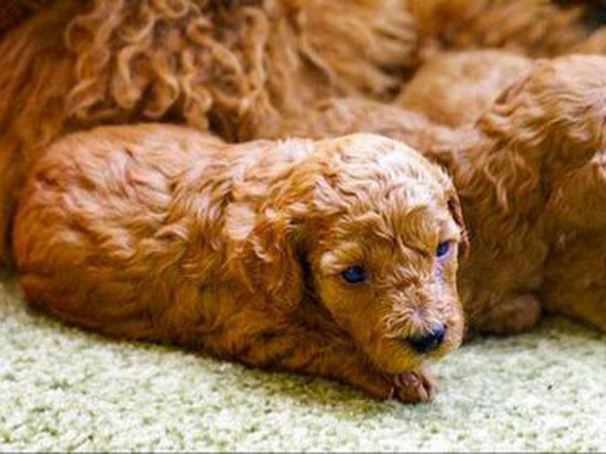 Той-пудель щенки редбраун красные бронь