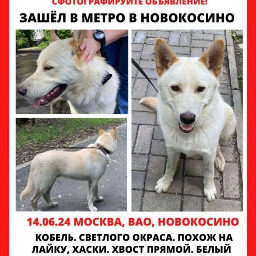 Найдена собака Новокосино Новогирево Перово