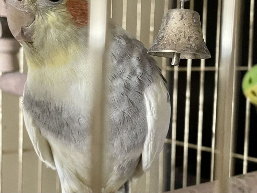 Продаю попугая-карелла